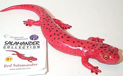 frogs, salamanders, cute things